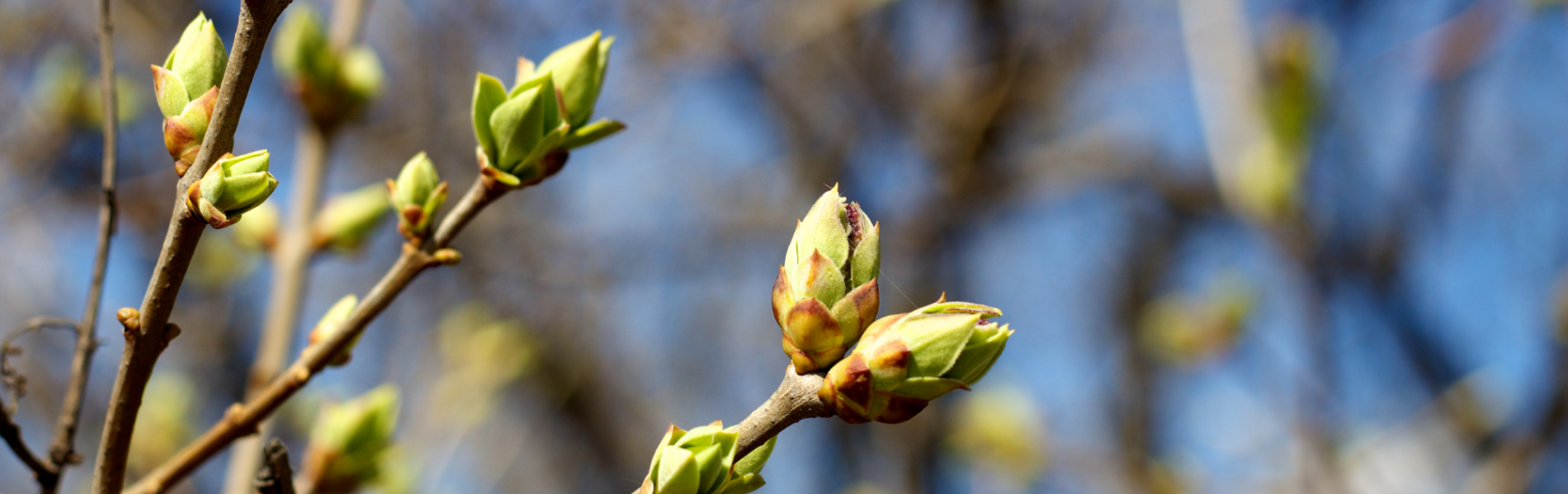 Municipalité de Wickham | Bienvenue sur notre site officiel
