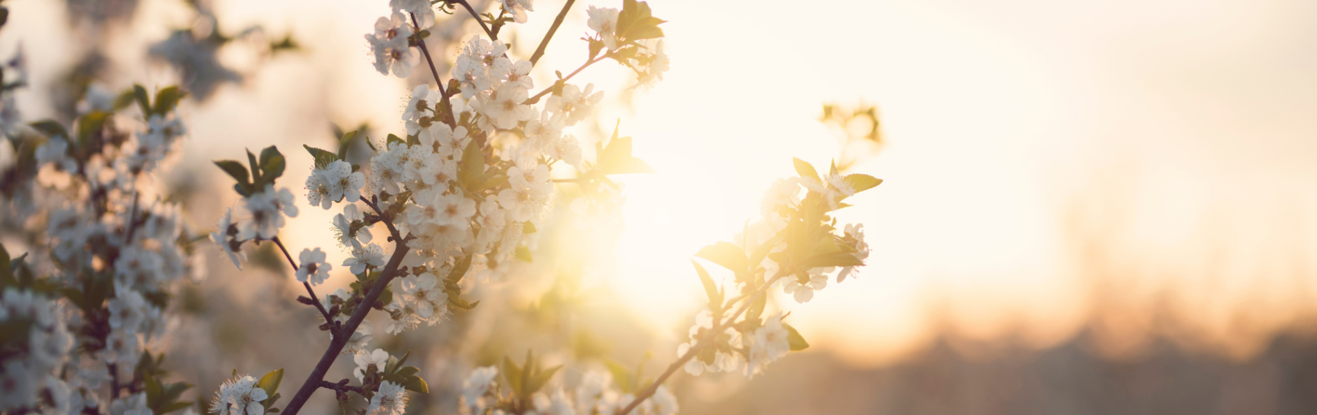 Municipalité de Wickham | Bienvenue sur notre site officiel